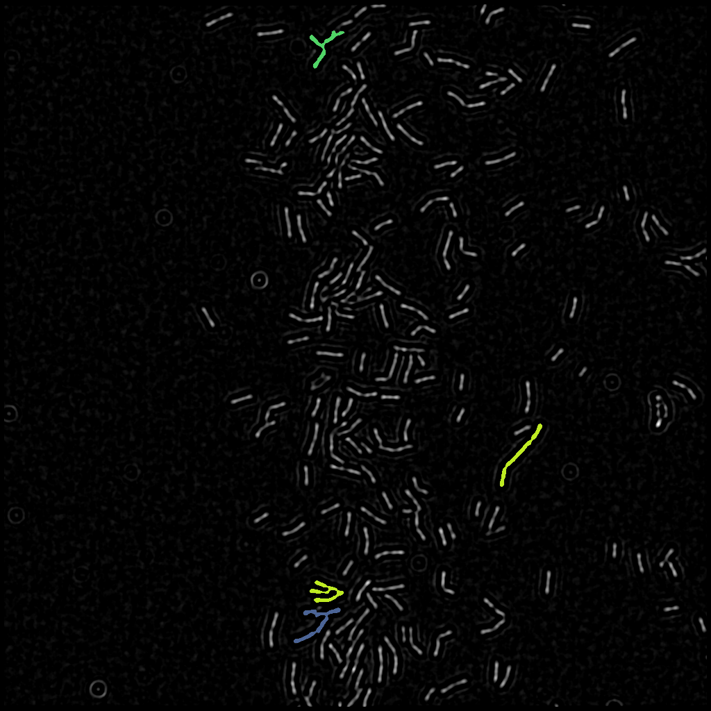 Learning the complete dynamical phase diagram of bacterial swarming