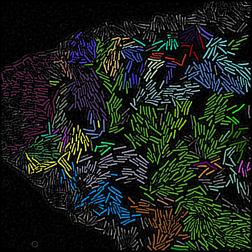 Learning the complete dynamical phase diagram of bacterial swarming