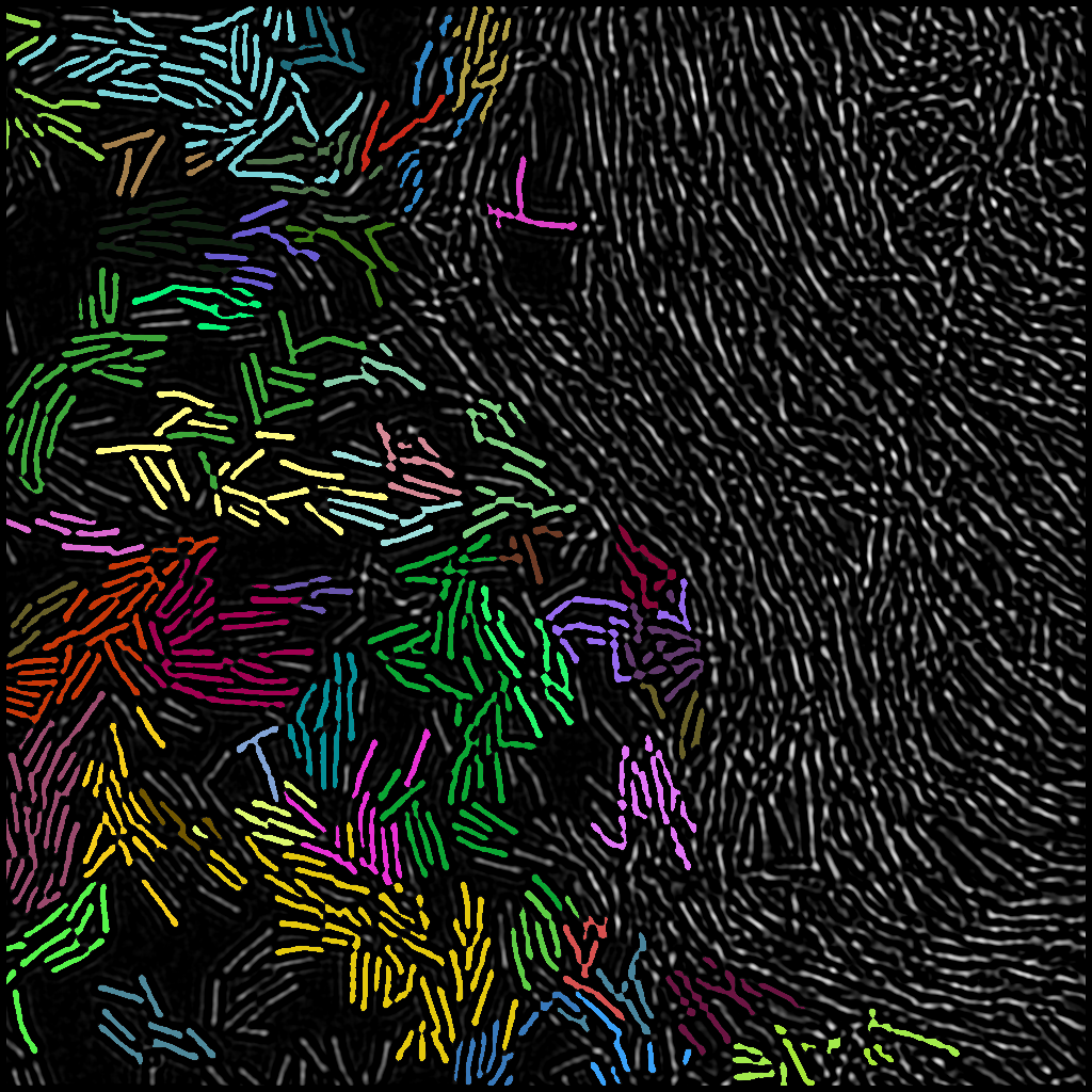 Learning the complete dynamical phase diagram of bacterial swarming